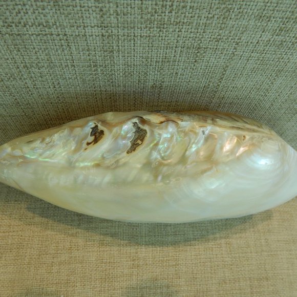Accents | Gorgeous Large Iridescent Clam Sea Shell | Poshmark